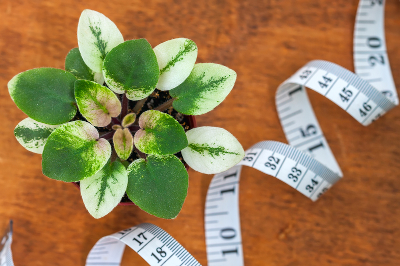 Miniature violet hunt begins... - Perfect Violet Hunt