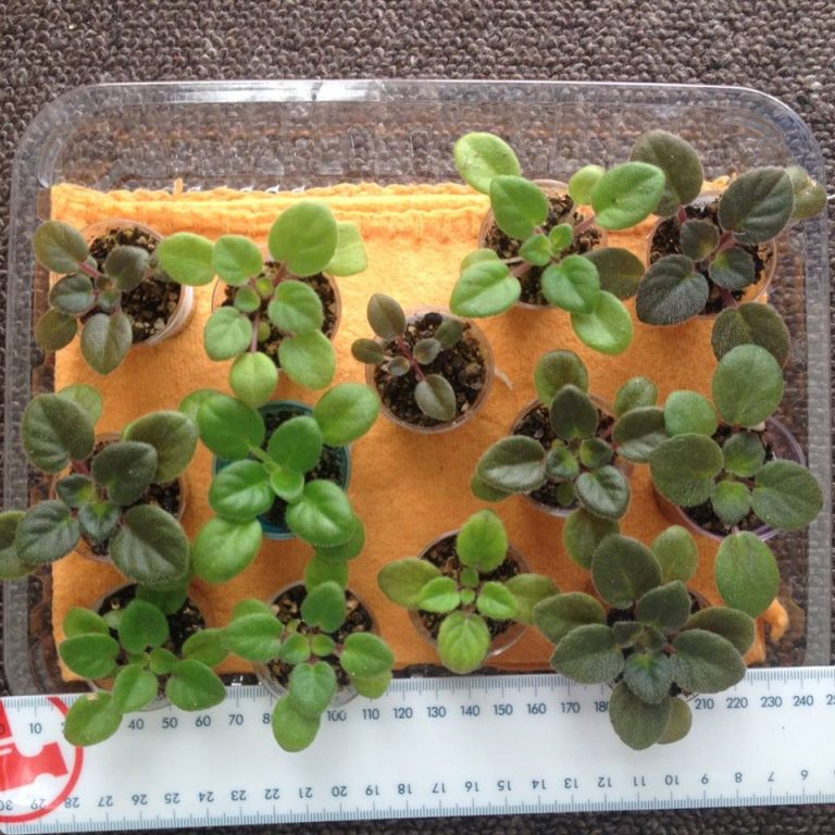 What I learnt from growing African Violets from seeds: the right start ...