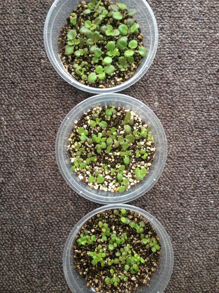 What I learnt from growing African Violets from seeds: the right start ...