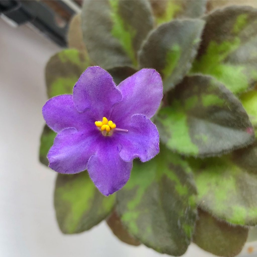 What I learnt from growing African Violets from seeds: the right start ...
