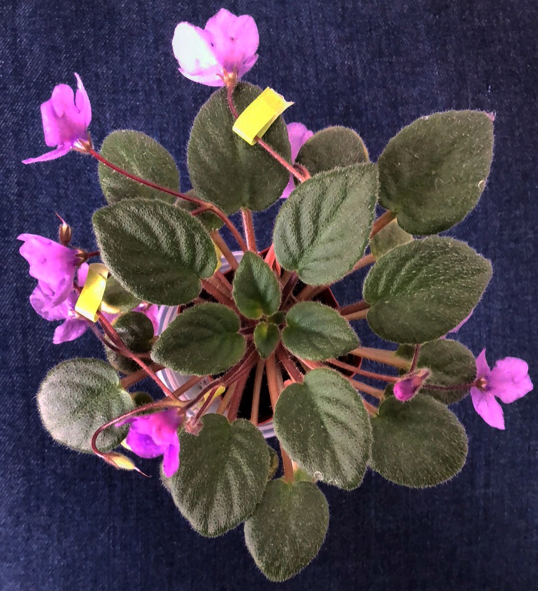 What I learnt from growing African Violets from seeds: don't bite off ...