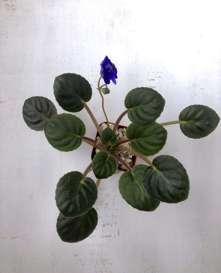 Personal experience: growing African Violets seedlings in a crowded ...