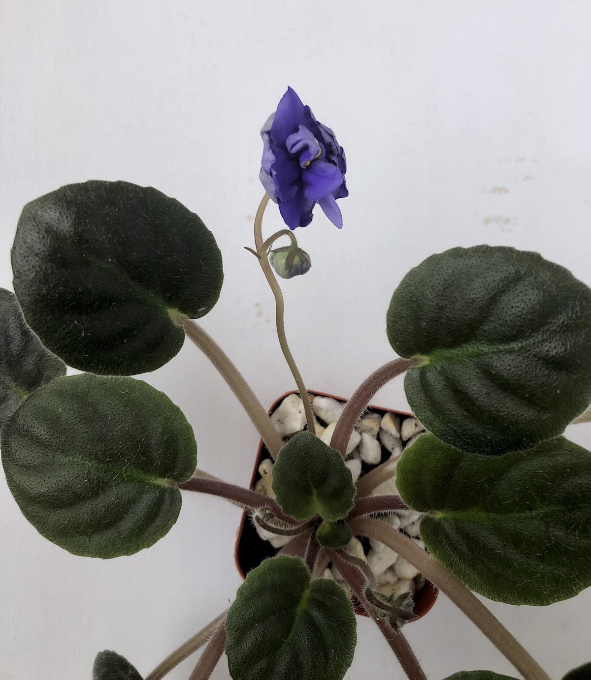 Personal experience: growing African Violets seedlings in a crowded ...