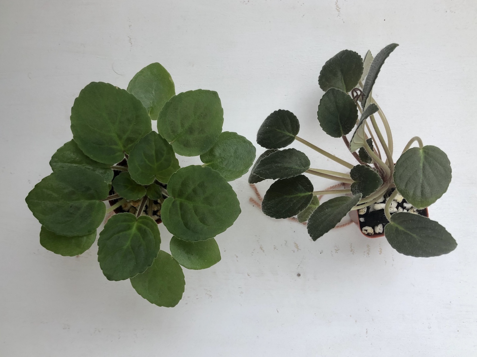 Personal experience: growing African Violets seedlings in a crowded ...