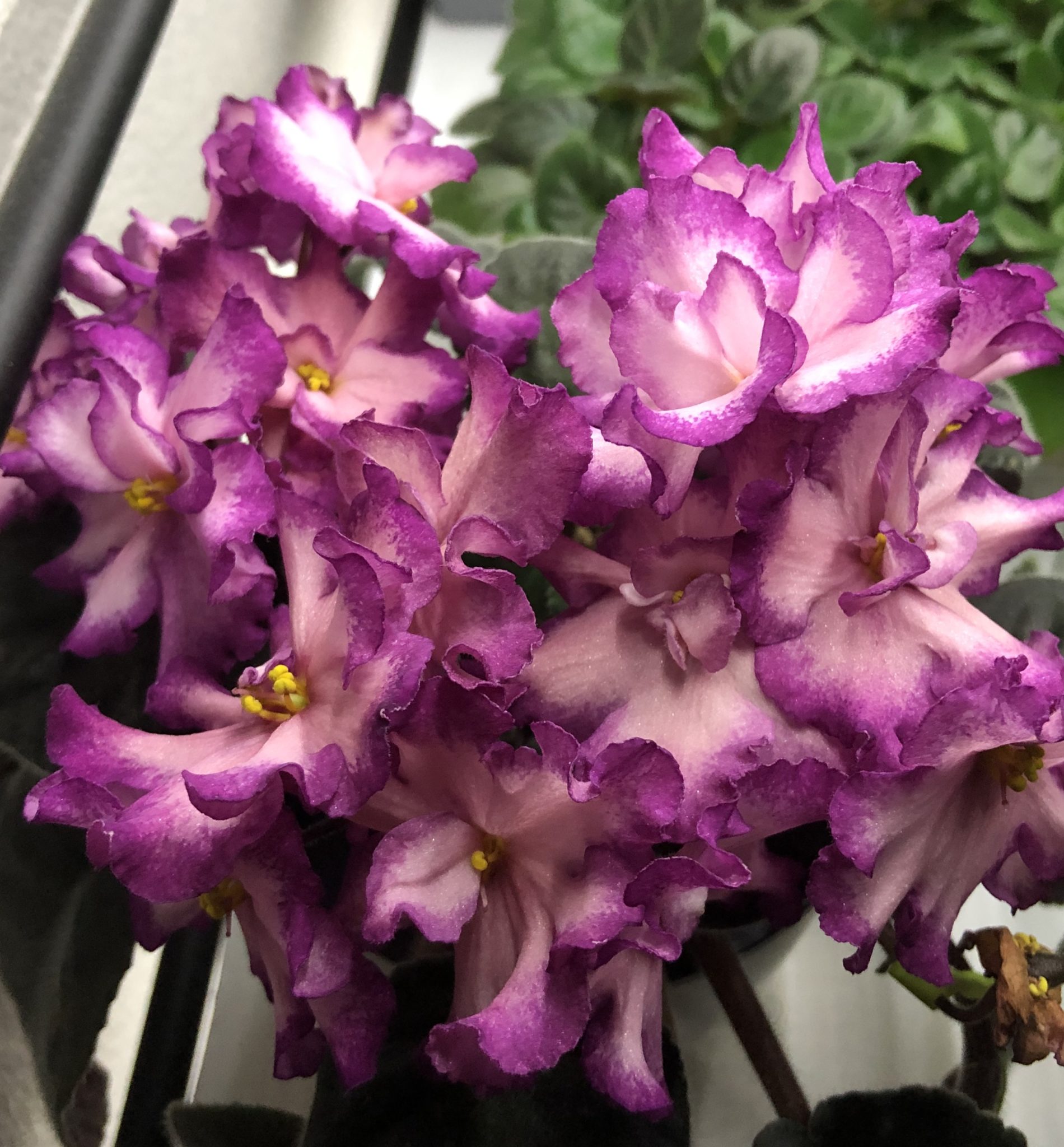 Jenny's Ruffled Star - Perfect Violet Hunt