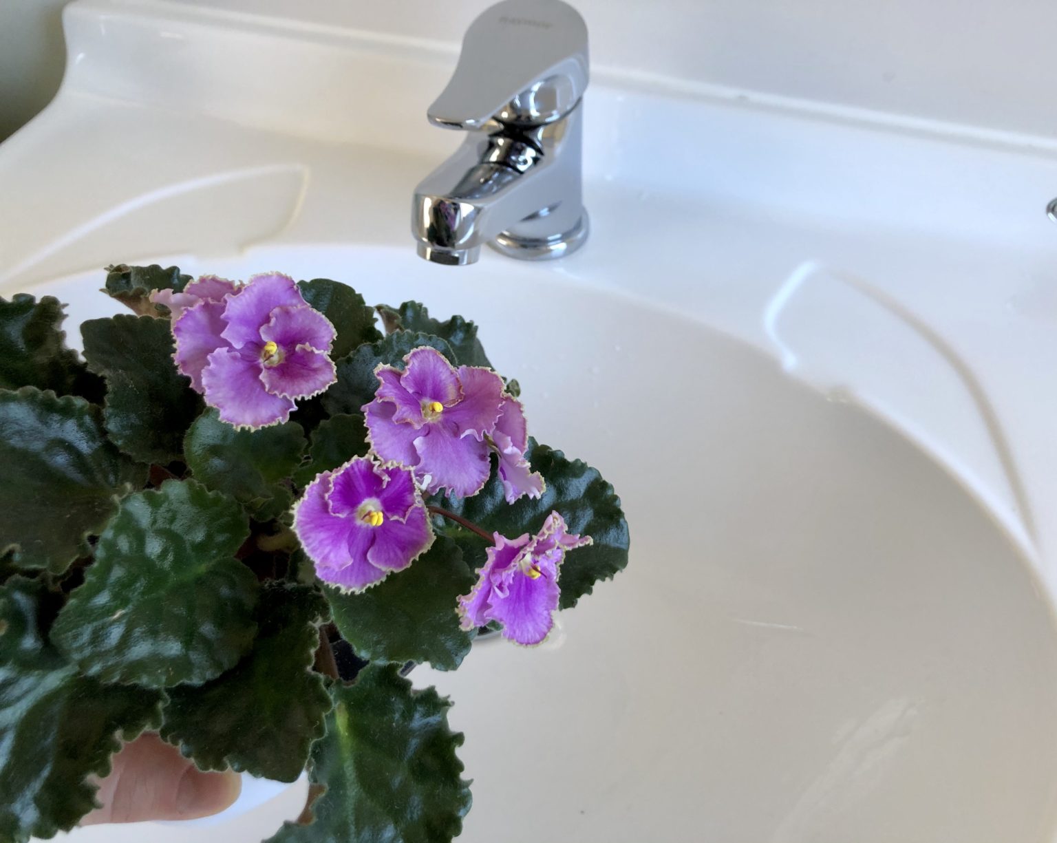 How to wash an African violet - Perfect Violet Hunt